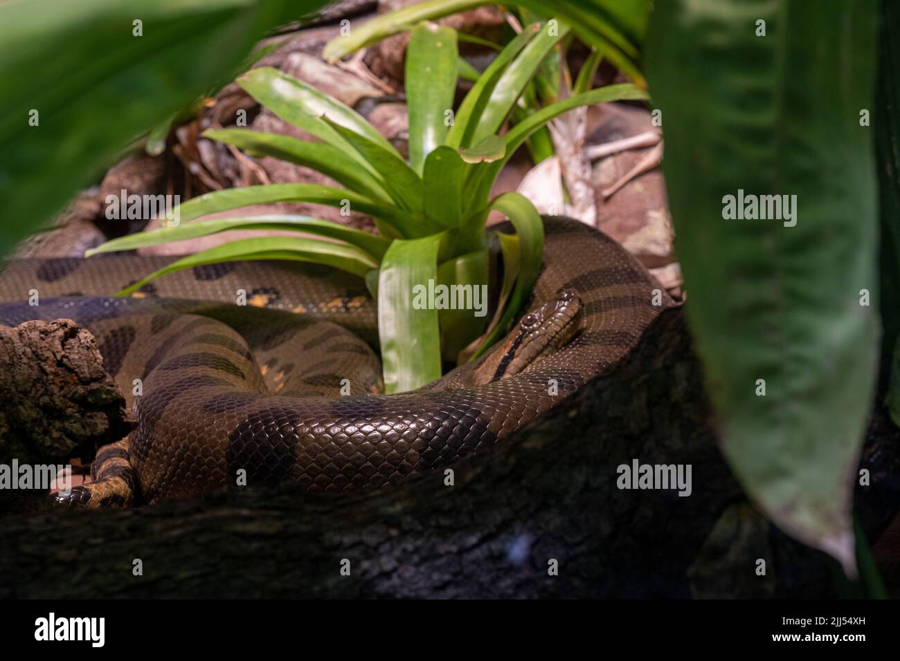 Green anaconda (Eunectes murinus), also known as the giant anaconda ...