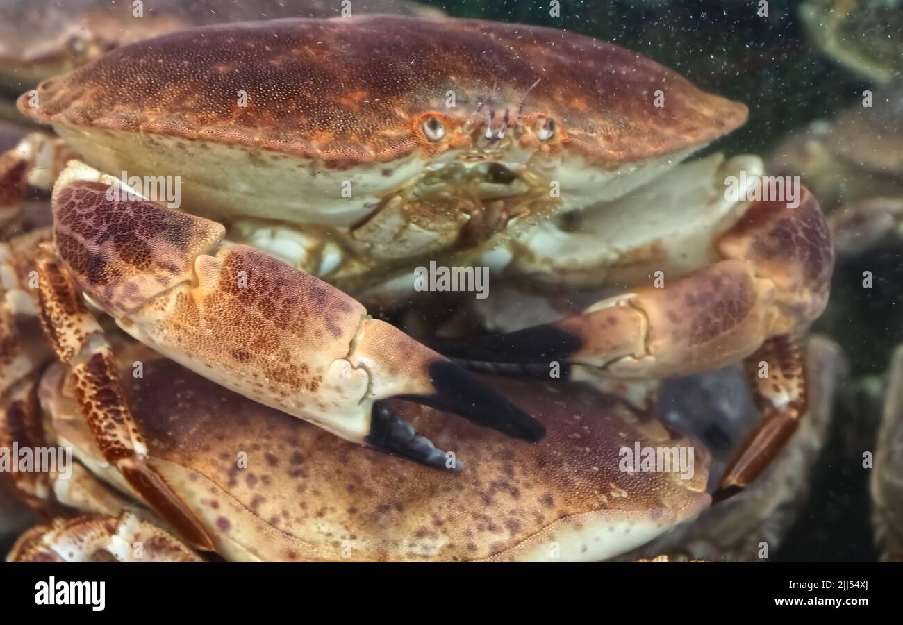 Living crabs in a seafood aquarium Stock Photo - Alamy