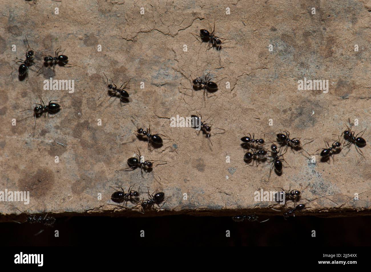 Group of ants on a rock. Niokolo Koba National Park. Tambacounda ...