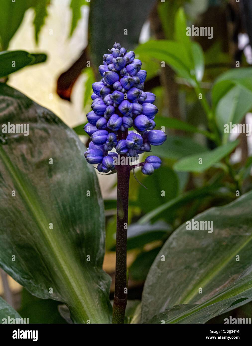 Blue Ginger (Dichorisandra thyrsiflora), Brazilian Ginger ...