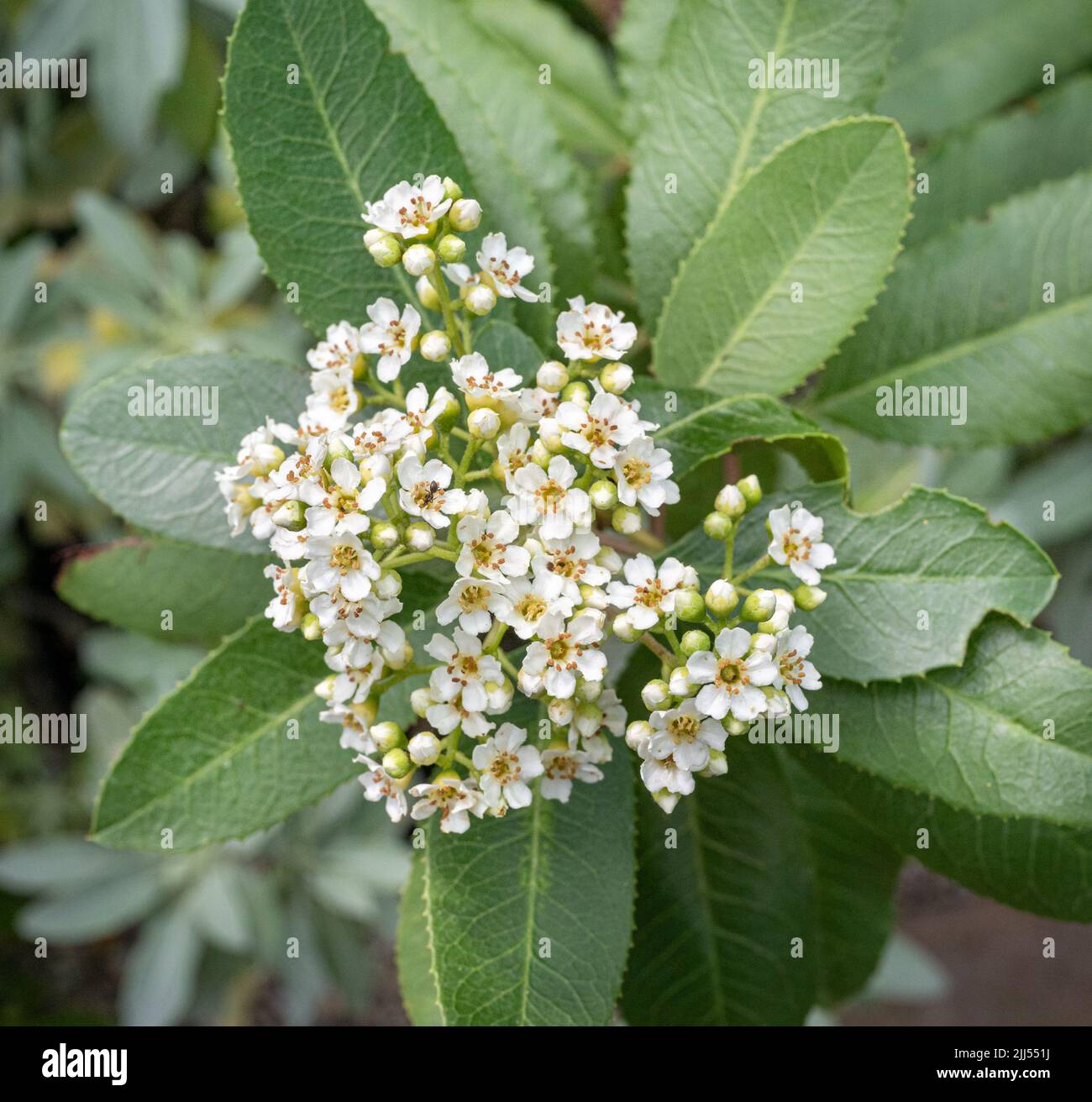 Toyon Tree (Heteromeles arbutifolia) bloom, also called Christmas berry ...