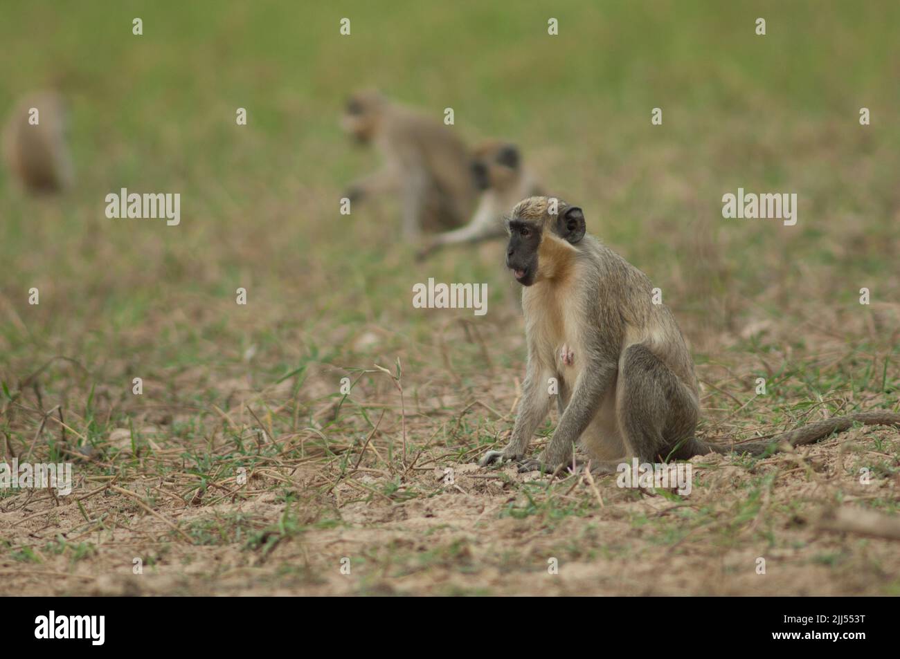 Green monkeys Chlorocebus sabaeus in a meadow. Niokolo Koba National ...