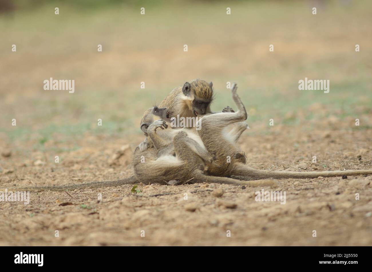 Young green monkeys Chlorocebus sabaeus playing. Niokolo Koba National ...