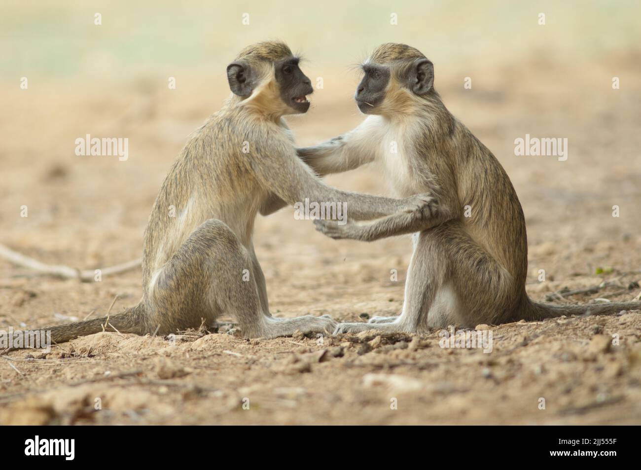 Young green monkeys Chlorocebus sabaeus playing. Niokolo Koba National ...