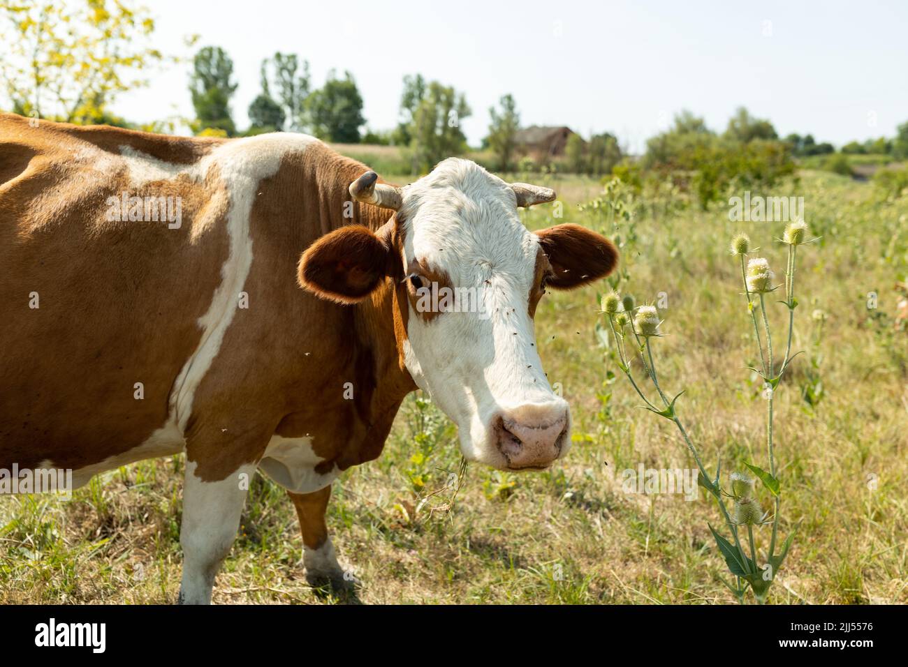 Closeup portrait of beautiful white and brown spotted cow in the field ...