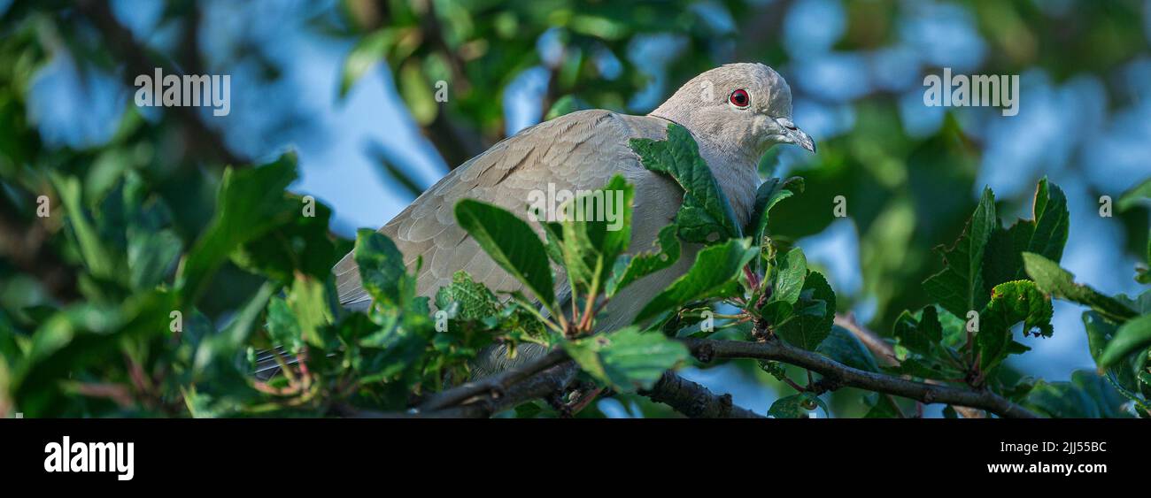 A Eurasian Collard Dove (Streptopelia decaocto) sat in a tree on a ...
