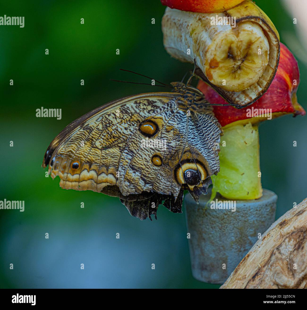 Morpho peleides, aka Peleides blue morpho or common morpho is a ...