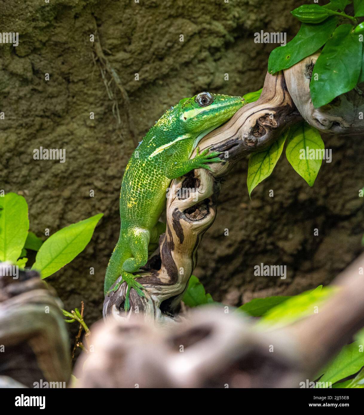 The knight anole (Anolis equestris) is the largest species of anole ...