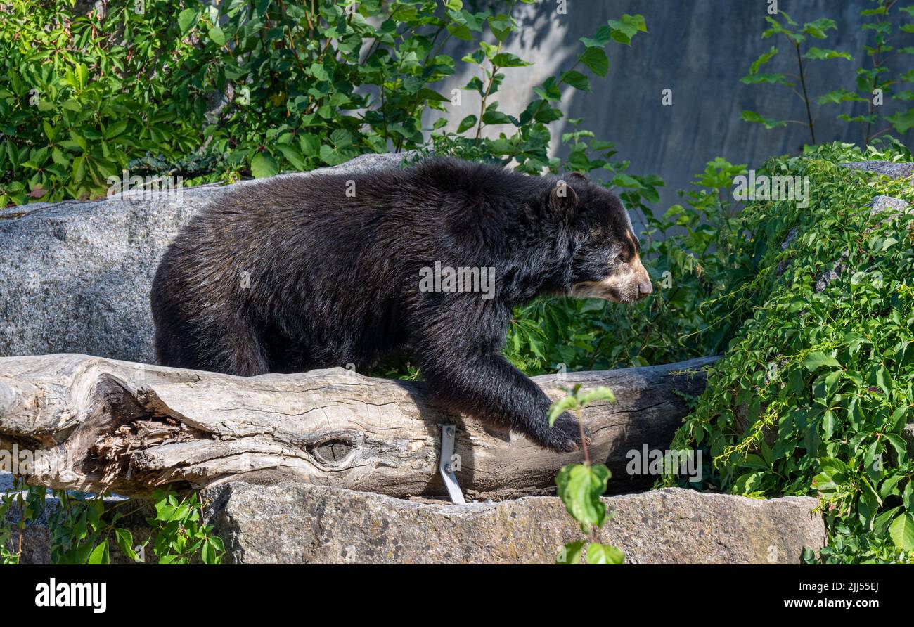 Spectacled bear (Tremarctos ornatus), Andean bear Stock Photo - Alamy