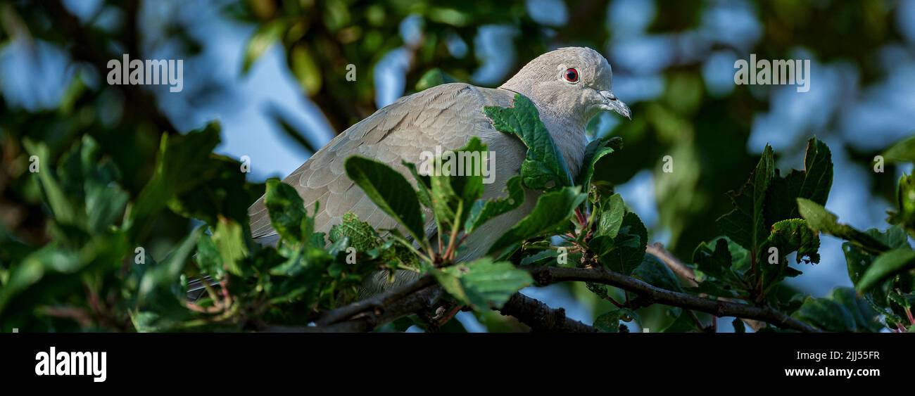 A Eurasian Collard Dove (Streptopelia decaocto) sat in a tree on a ...