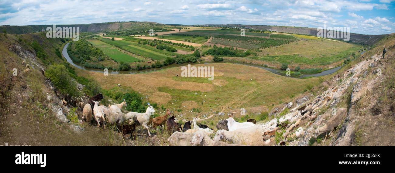 a sheep by the monestary of old Orhei (Orheiul Vechi), Moldova Stock ...