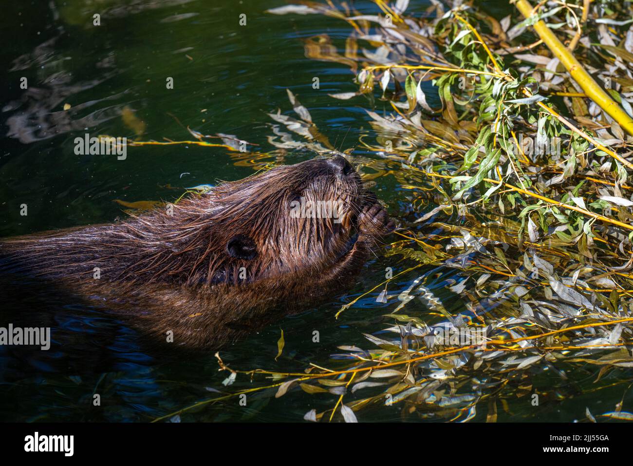 Beaver (Castor canadensis) gnaws on fresh branches Stock Photo - Alamy