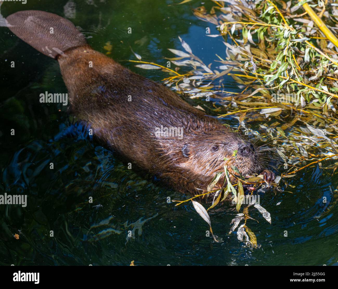 Beaver (Castor canadensis) gnaws on fresh branches Stock Photo - Alamy