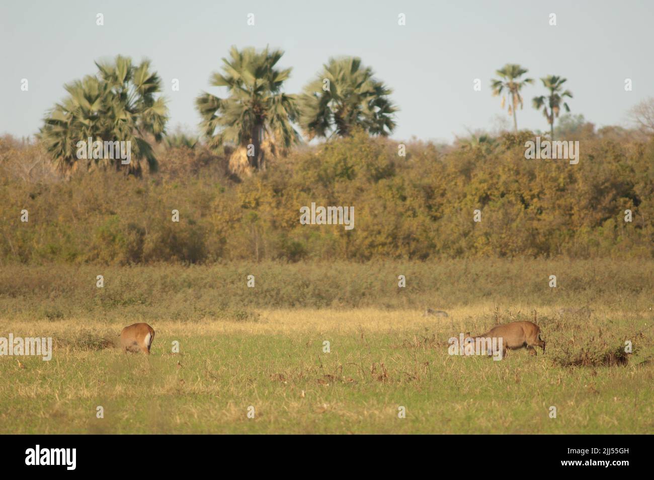 Sing-sing waterbuck Kobus ellipsiprymnus unctuosus. Females grazing ...
