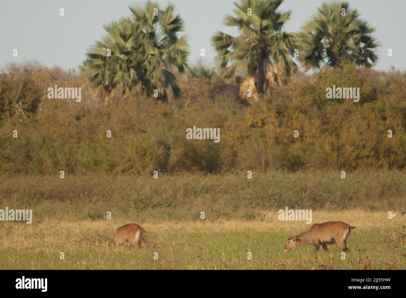Sing-sing waterbuck Kobus ellipsiprymnus unctuosus. Females grazing ...