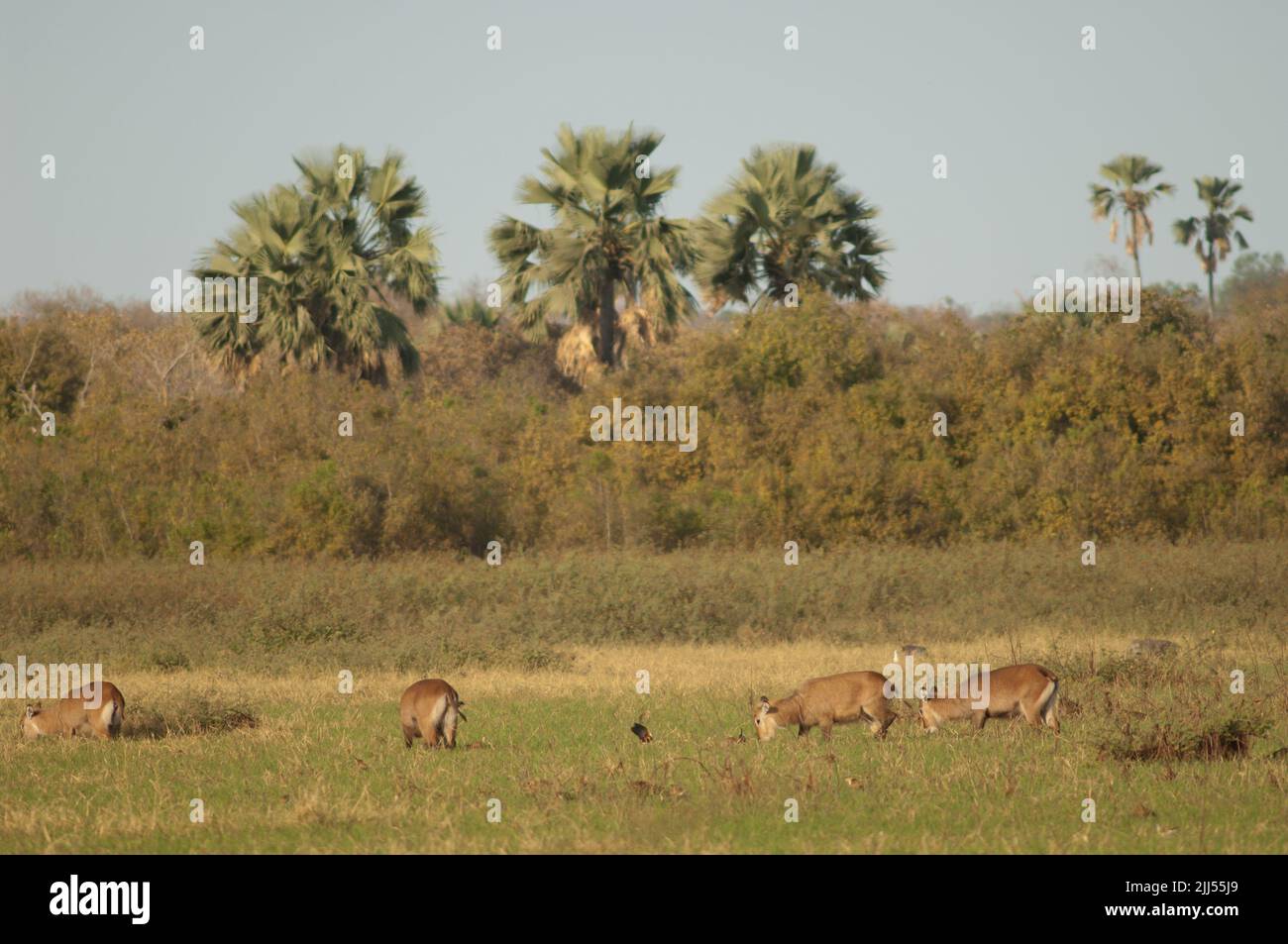 Sing-sing waterbuck Kobus ellipsiprymnus unctuosus. Females grazing ...