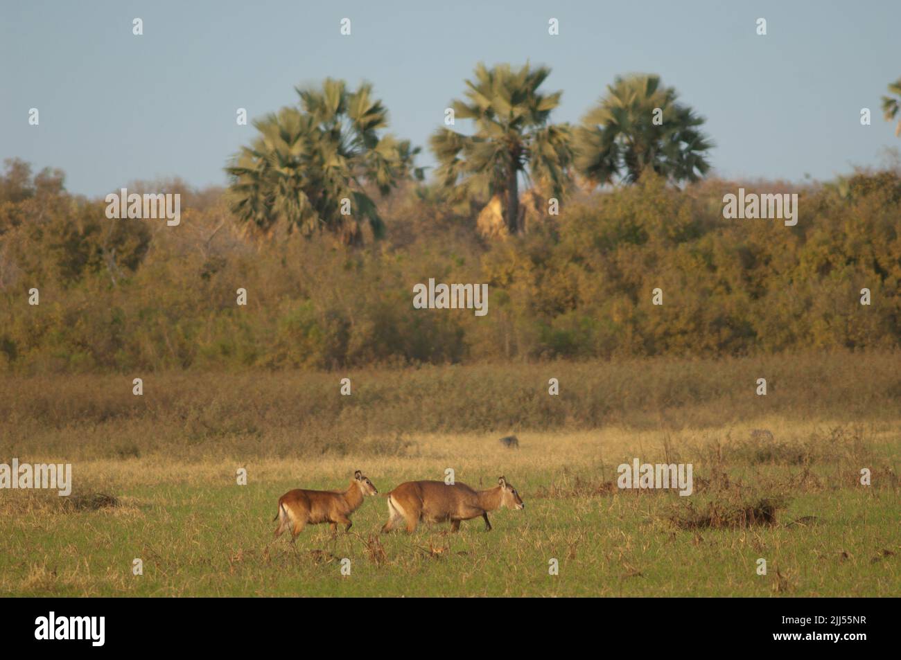 Sing-sing waterbuck Kobus ellipsiprymnus unctuosus. Female and calf ...