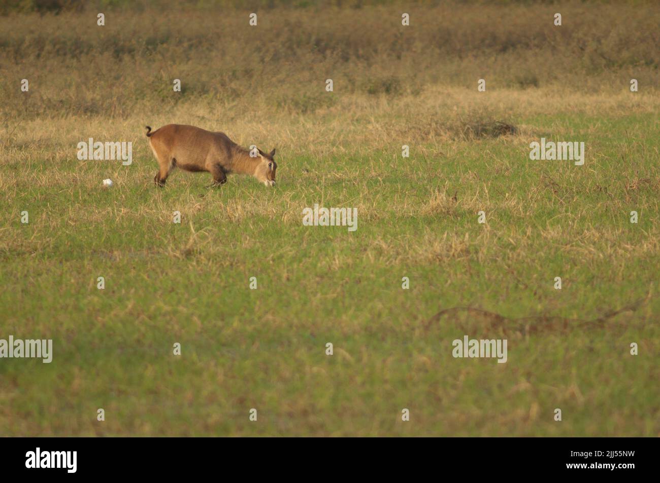 Sing-sing waterbuck Kobus ellipsiprymnus unctuosus. Female grazing ...