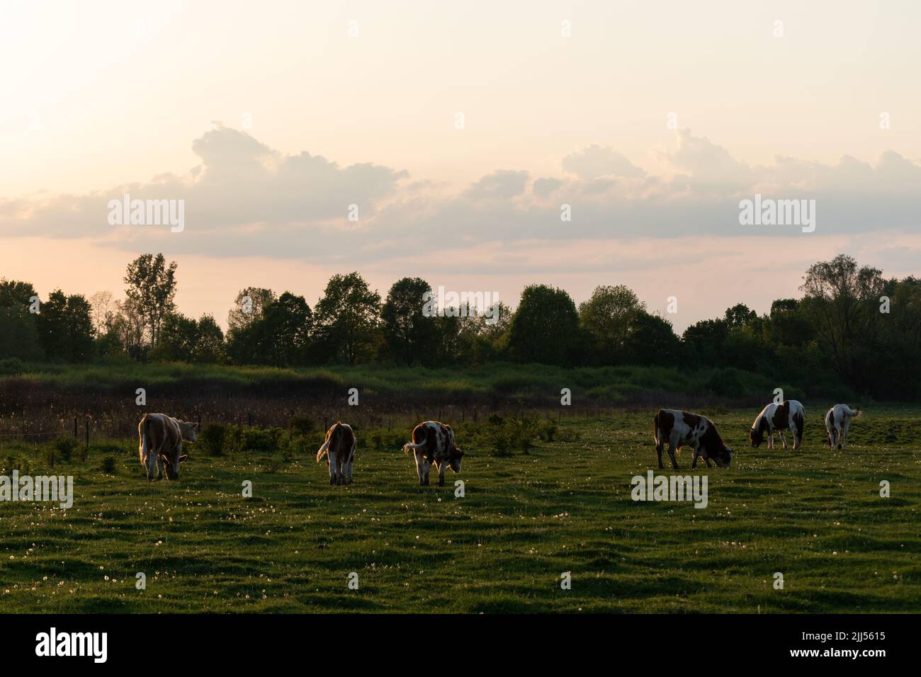 Cattle graze in pasture at evening with bright sky and pale cumulus ...