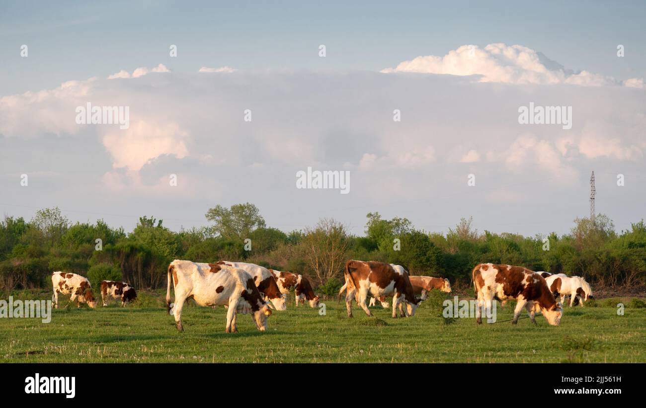 Cattle graze on pasture in spring against huge cumulonimbus cloud, cow ...