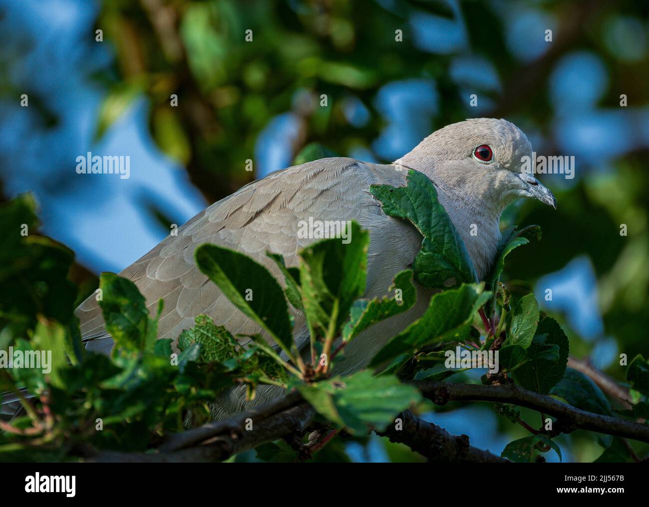A Eurasian Collard Dove (Streptopelia decaocto) sat in a tree on a ...