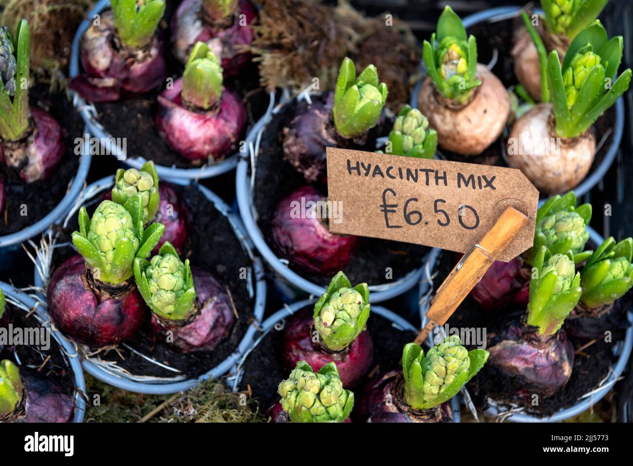 Mix hyacinth hi-res stock photography and images - Alamy