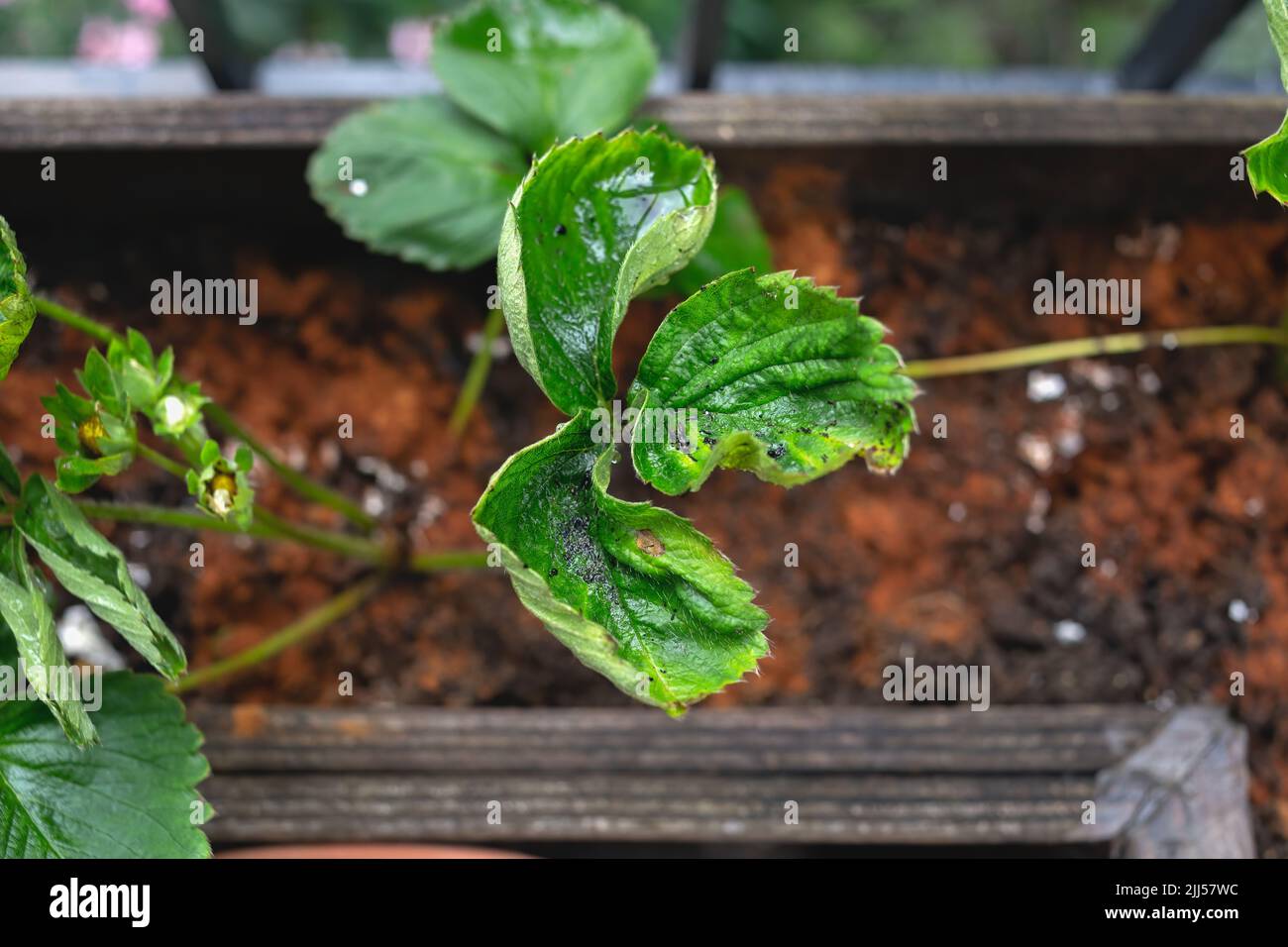 Symptoms of nutrient deficiency in albion strawberry plant - Fragaria ...