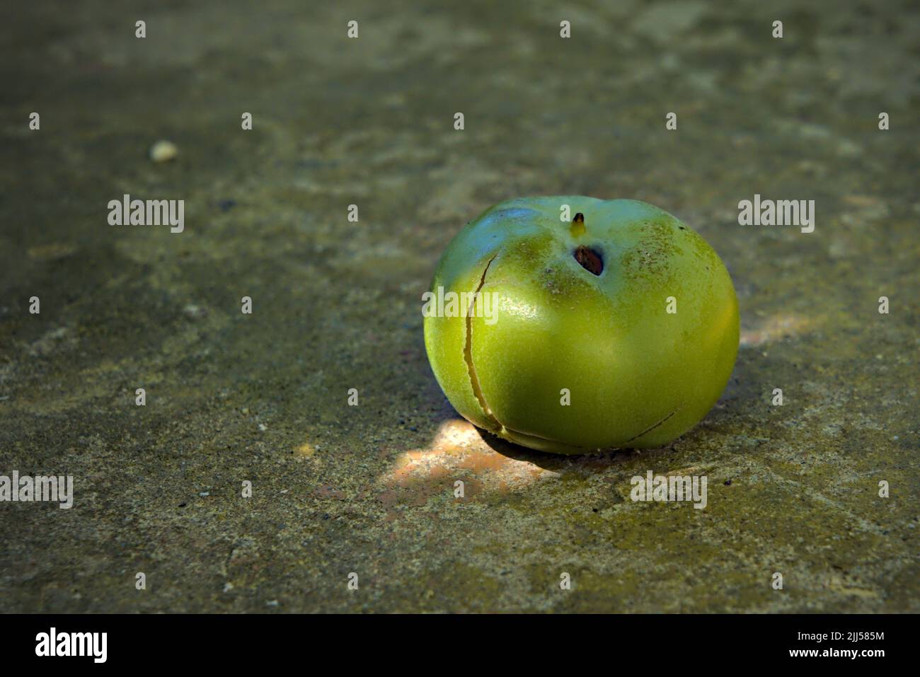 Caco tree hi-res stock photography and images - Alamy