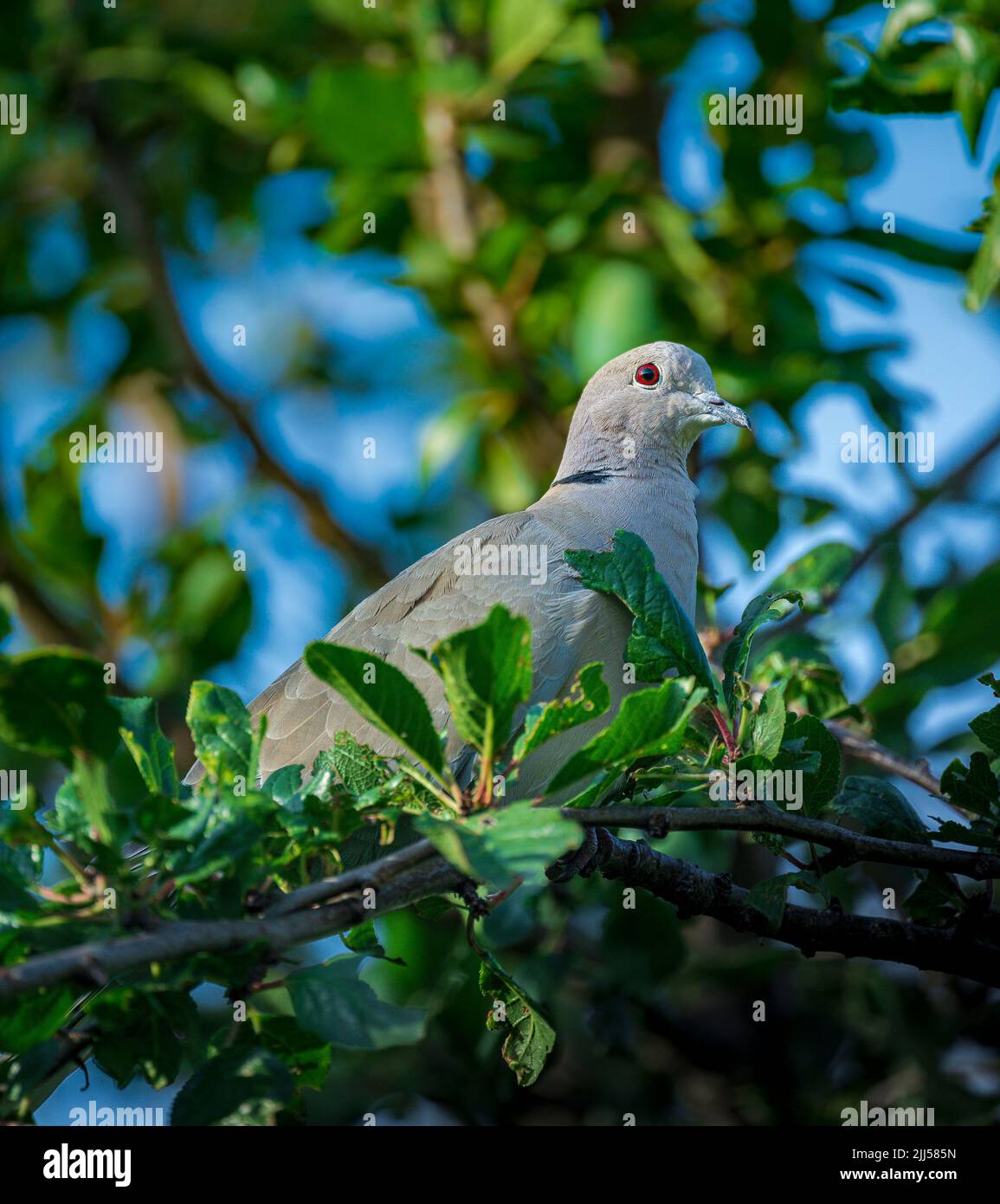 A Eurasian Collard Dove (Streptopelia decaocto) sat in a tree on a ...