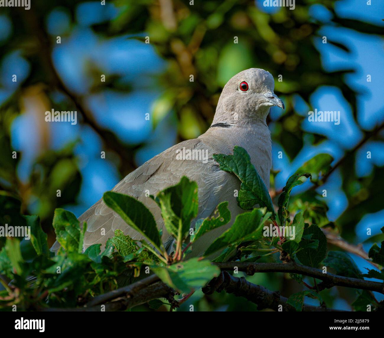 A Eurasian Collard Dove (Streptopelia decaocto) sat in a tree on a ...