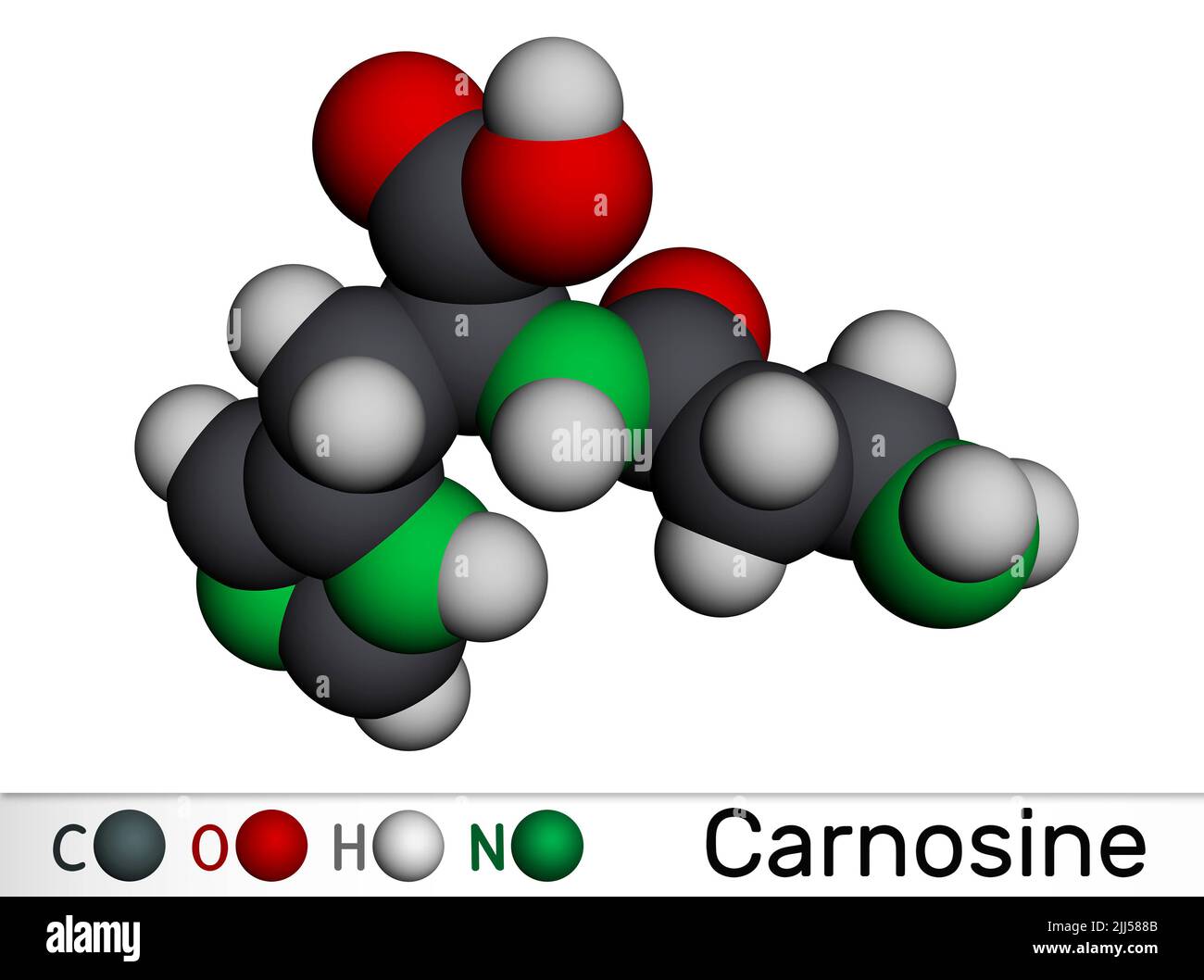 Carnosine dipeptide molecule. It is anticonvulsant, antioxidant ...