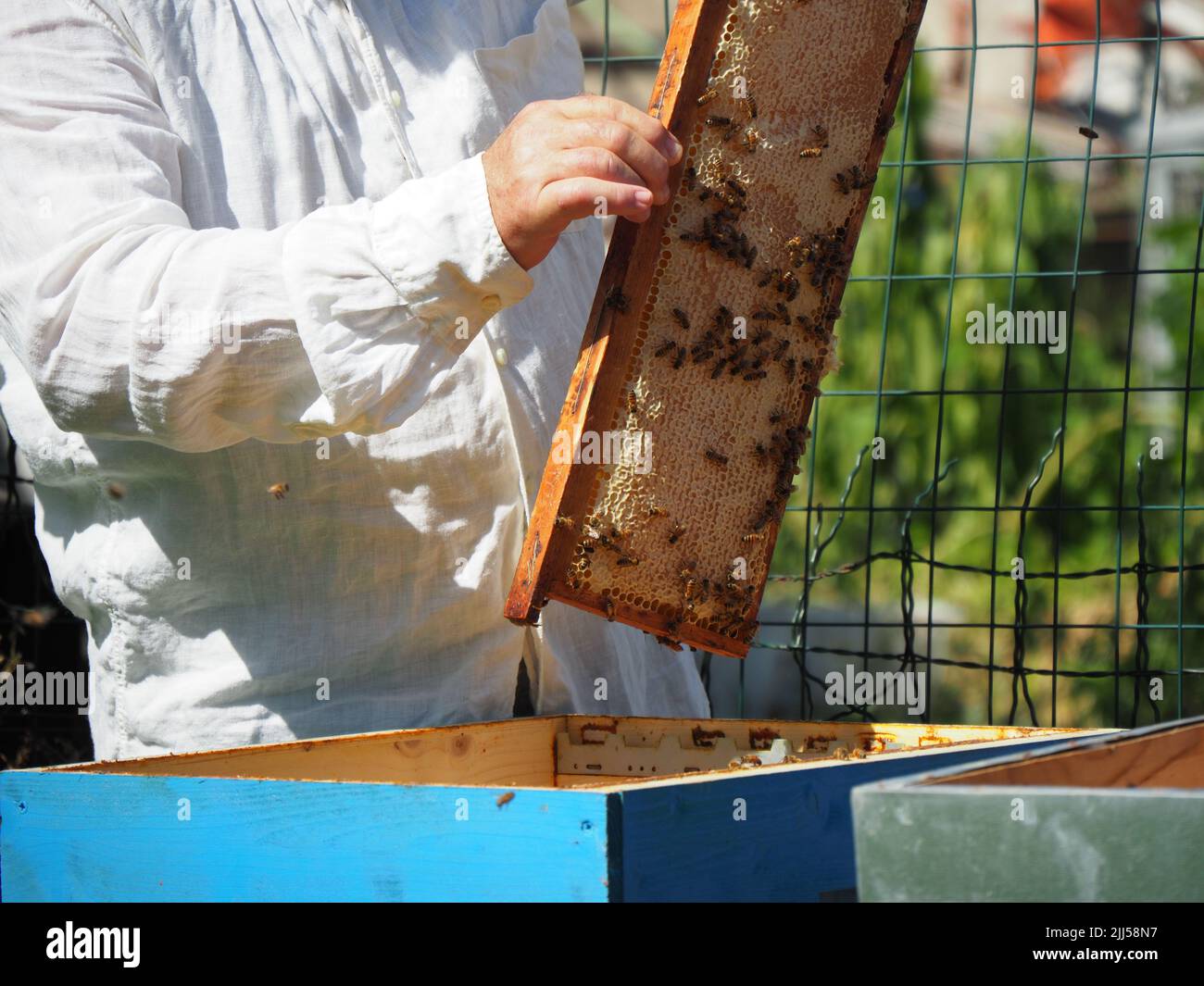 Master bee keeper pulls out a frame with honey from the beehive in the ...