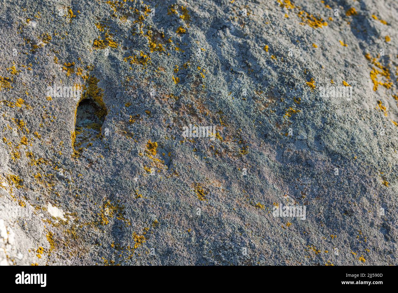 lichen presumably on quartzite sandstone surface under direct sunlight ...