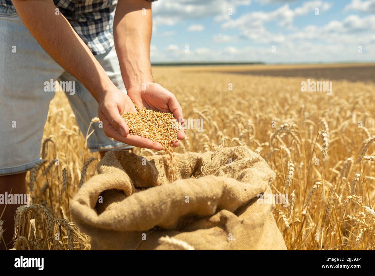 Children's hands sprinkle wheat grains. Golden seeds in the palms of a ...