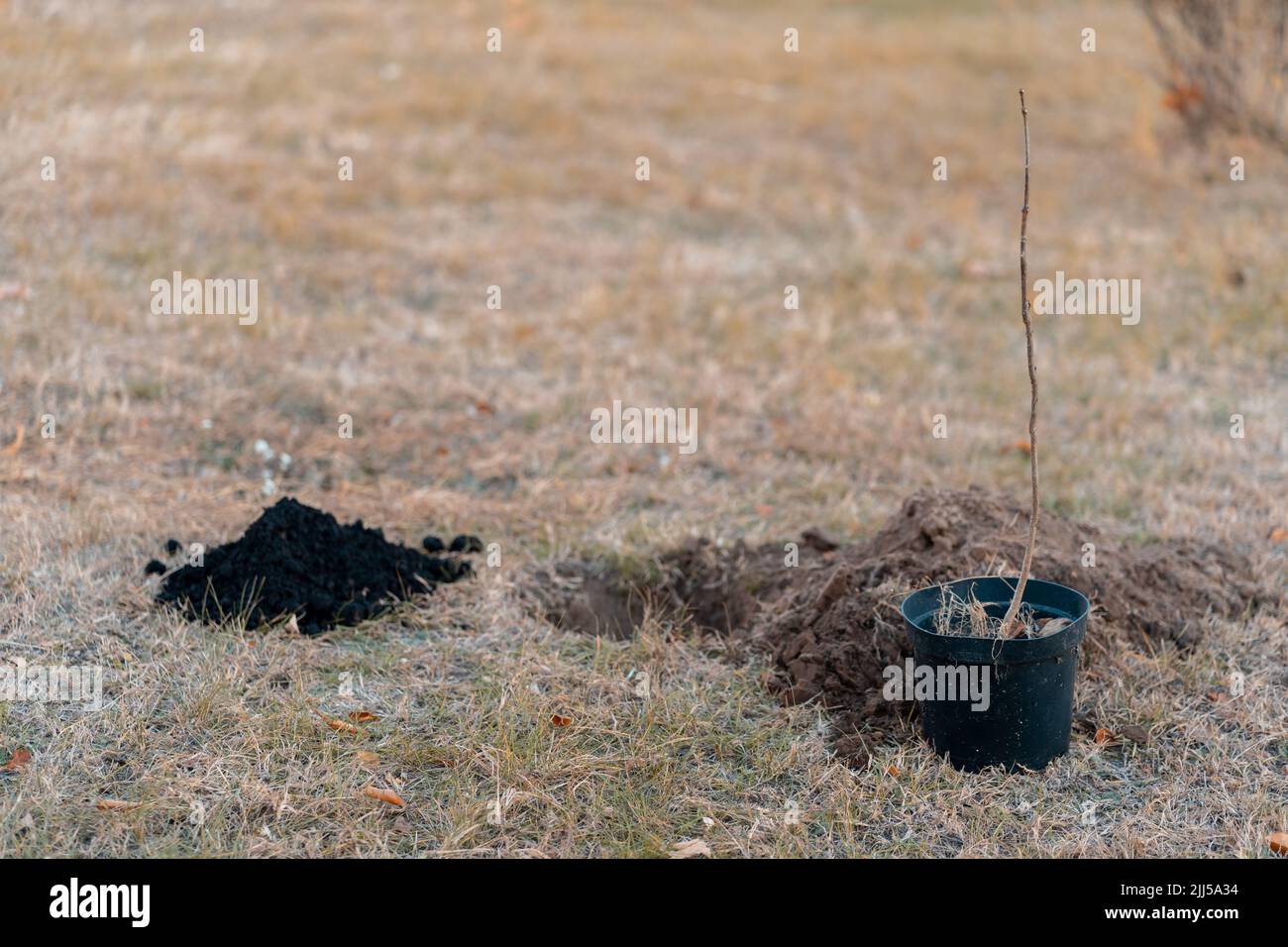 reforestation or young tree sapling or black soil in bucket for ...