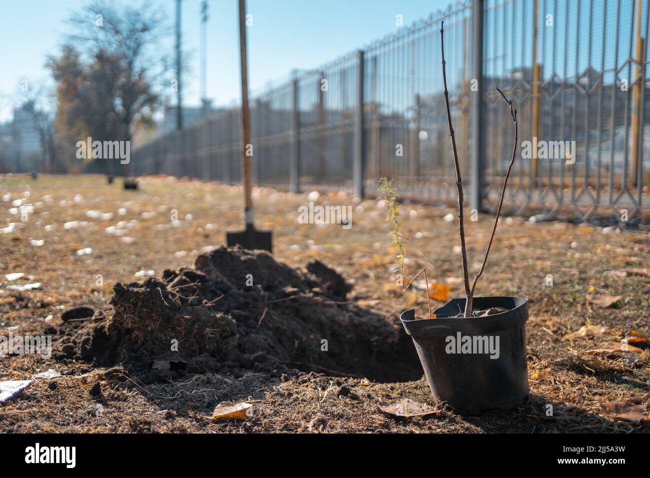 young tree sapling in pot for planting outdoor to preserve environment ...