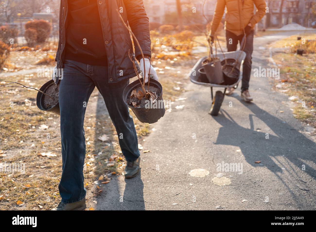 reforestation or man carrying young tree sapling in pots for planting ...
