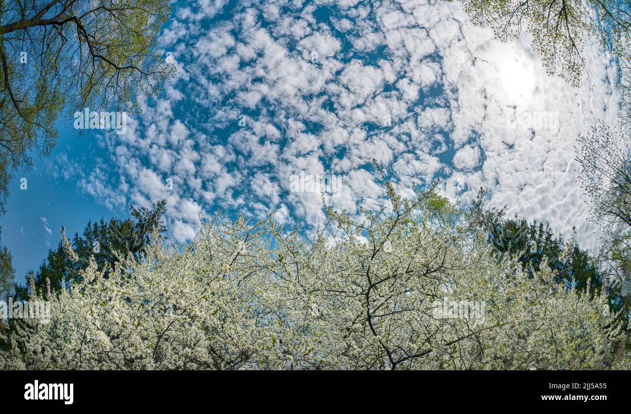 beautiful sky and treetops with spring blossoms Stock Photo - Alamy