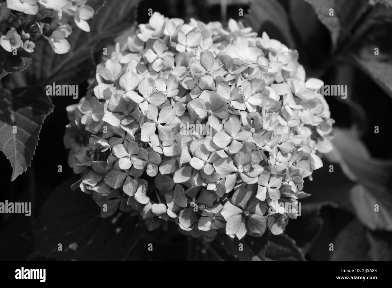 Hydrangeas flowering Black and White Stock Photos & Images - Alamy