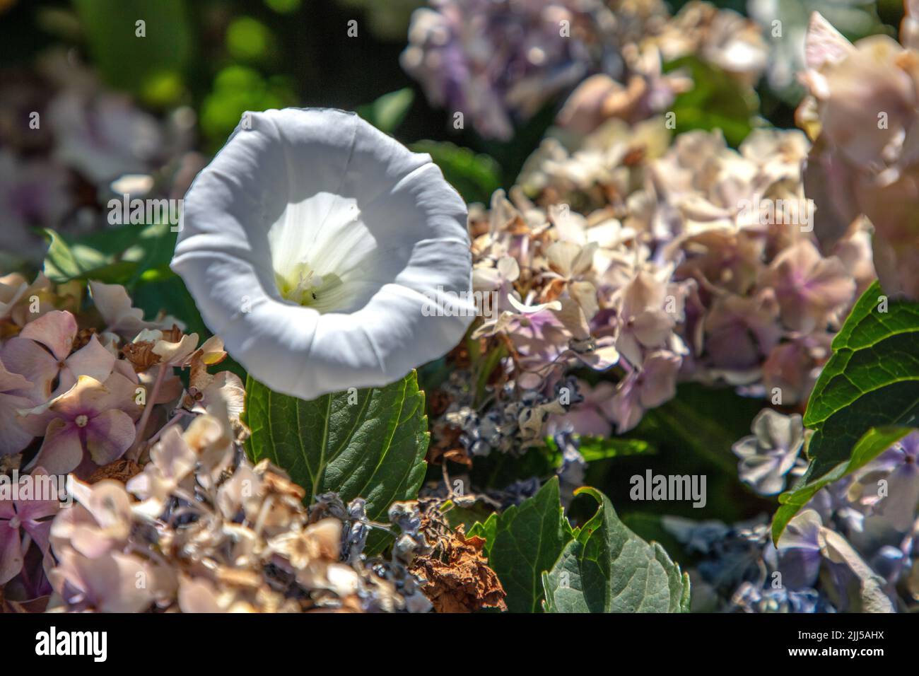 Professional flower photography hi-res stock photography and images - Alamy