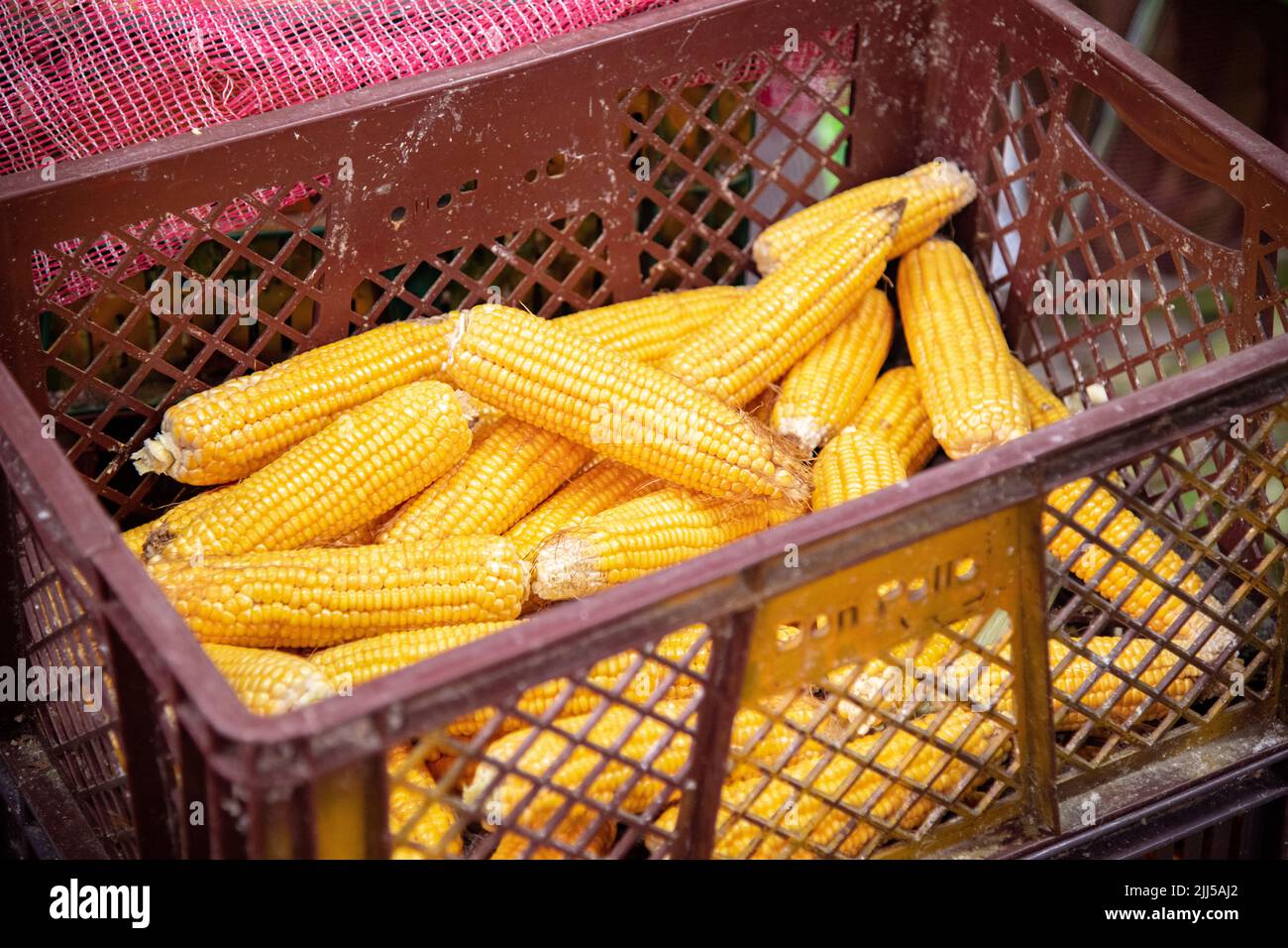 Corn cobs at a market in Plaza Minorista in Medellin, Colombia Stock ...