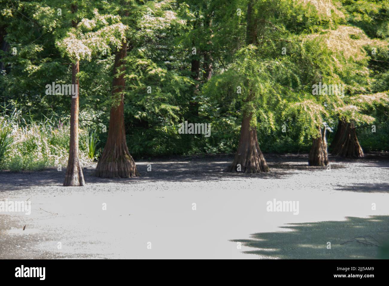 swamp with big mangrove trees Stock Photo - Alamy