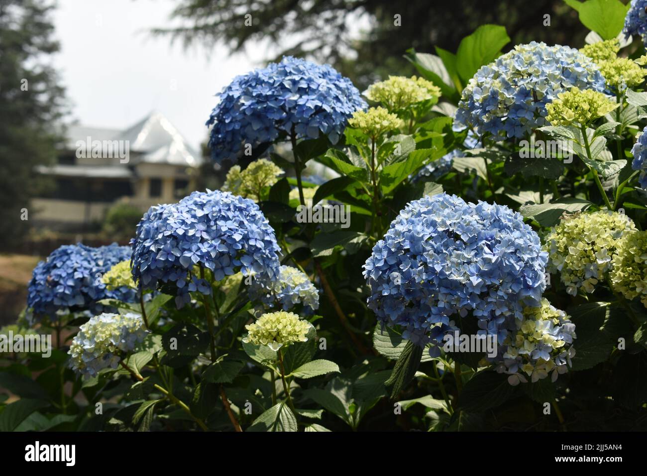 Blue Hydrangea bush in full bloom Stock Photo - Alamy