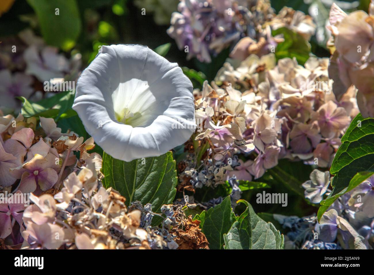 a beautiful white flower, SO, Valtellina, Italy Stock Photo - Alamy