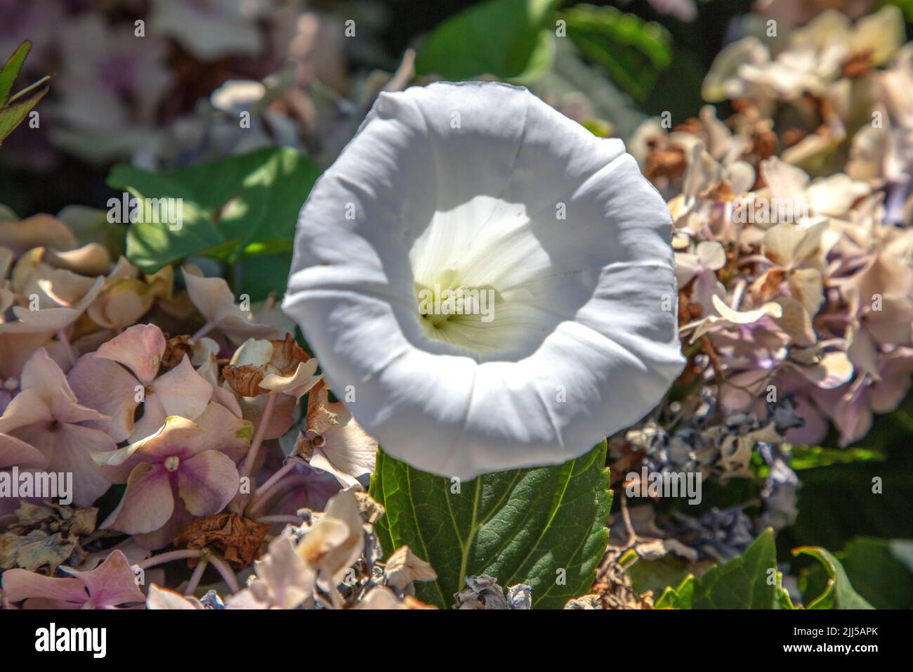 Professional flower photography hi-res stock photography and images - Alamy