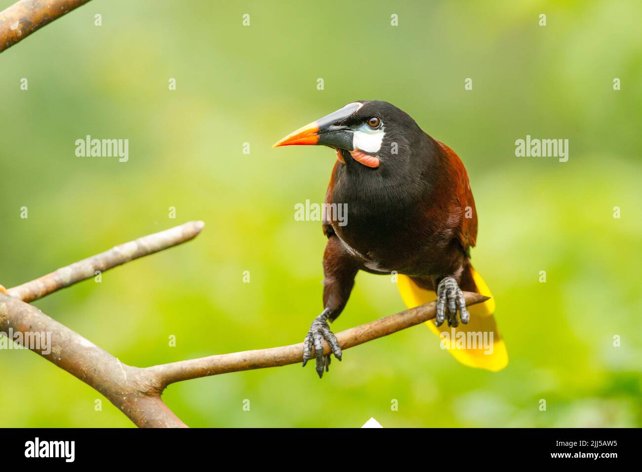 Montezuma oropendola hi-res stock photography and images - Alamy