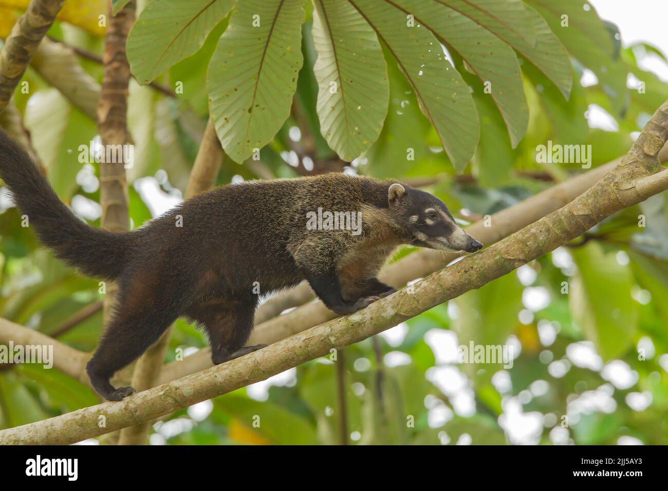 Central American Coati (Nasua narica), also known as coatimundi ...