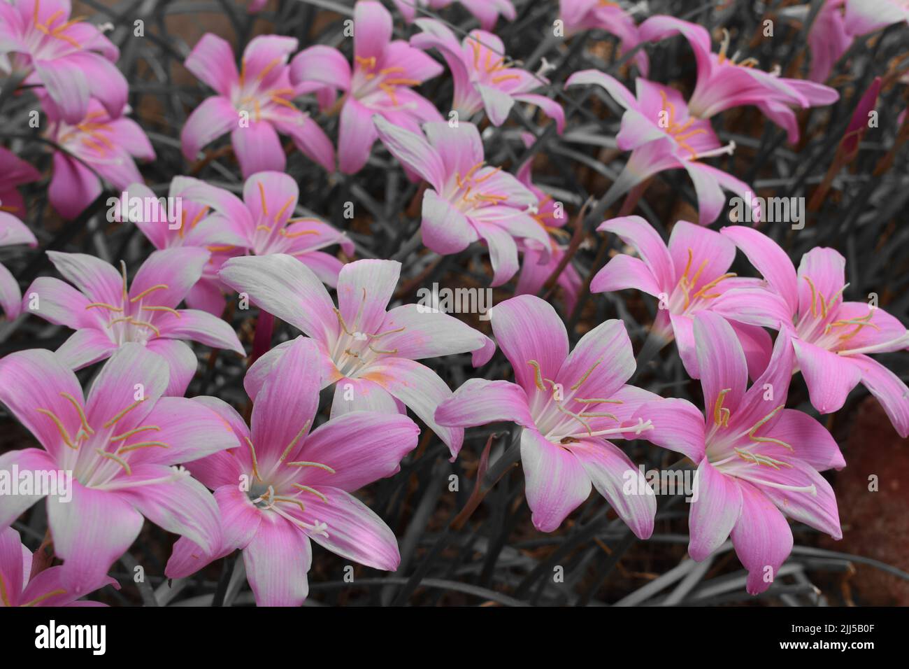 Pink rain lilies zephyranthes hi-res stock photography and images - Alamy