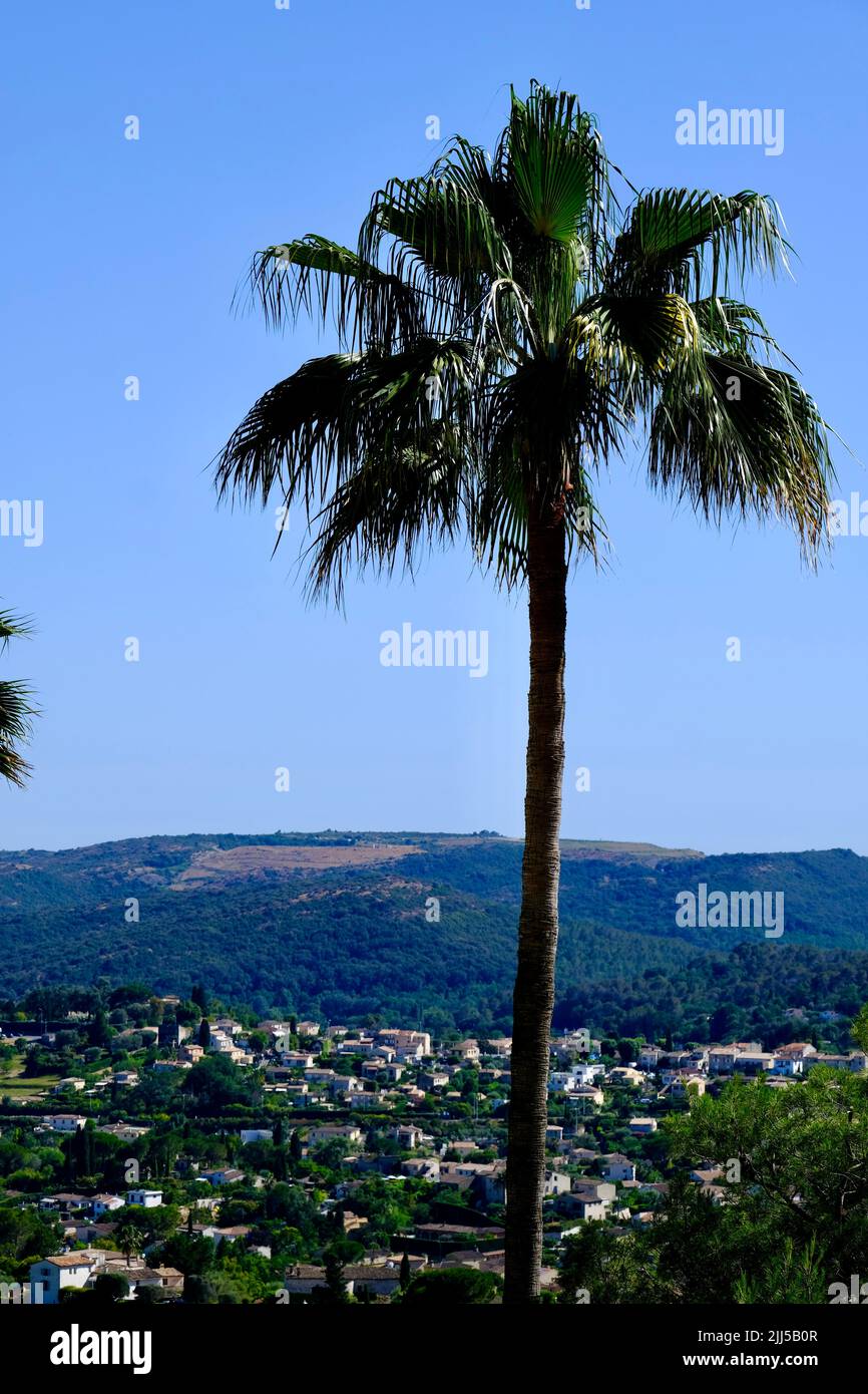 South of France Palm Tree in vista with blue sky Stock Photo - Alamy