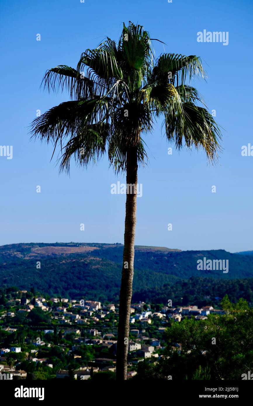 South of France Palm Tree in vista with blue sky Stock Photo - Alamy